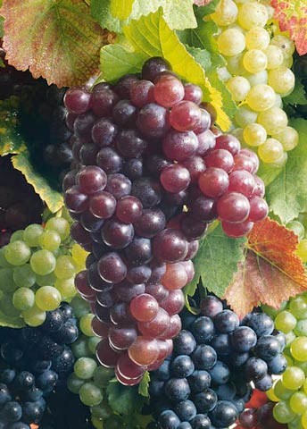 PEFANIS A.E. Fruit & Vegetables | Agios Ioannis Rendis Attica ...